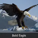 United States Bald Eagle Symbol Facts for Kids